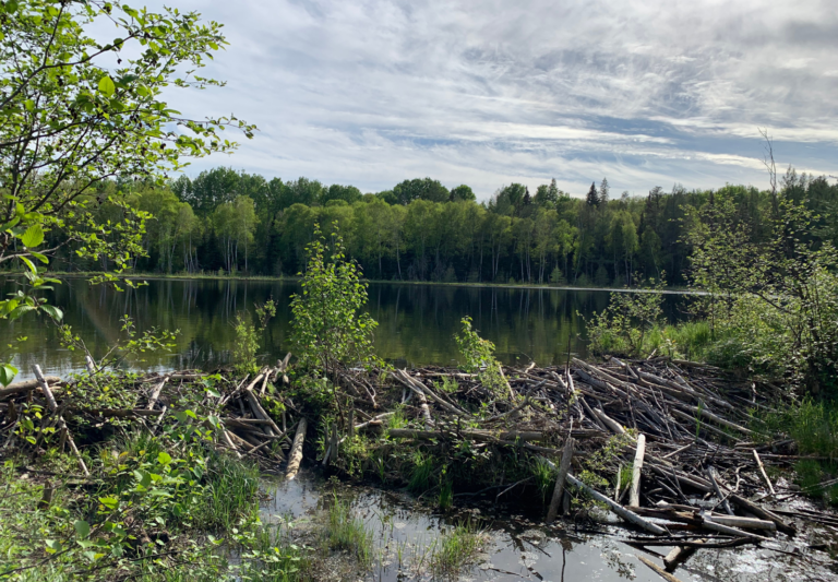 Teach Like a Beaver - Education Reimagined - Education Reimagined